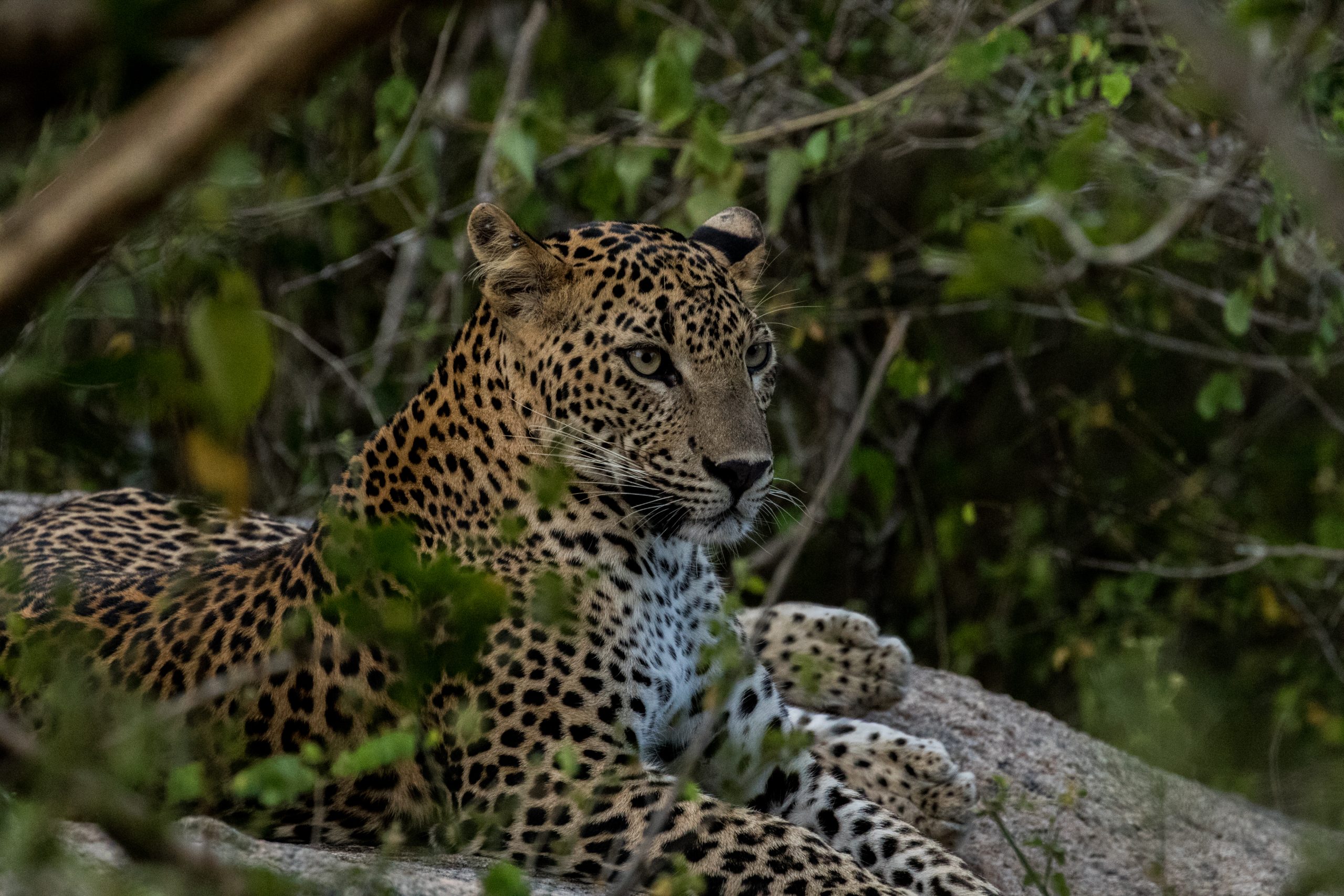 Yala National Park Safari Tours - Wild Trails Yala By Suri