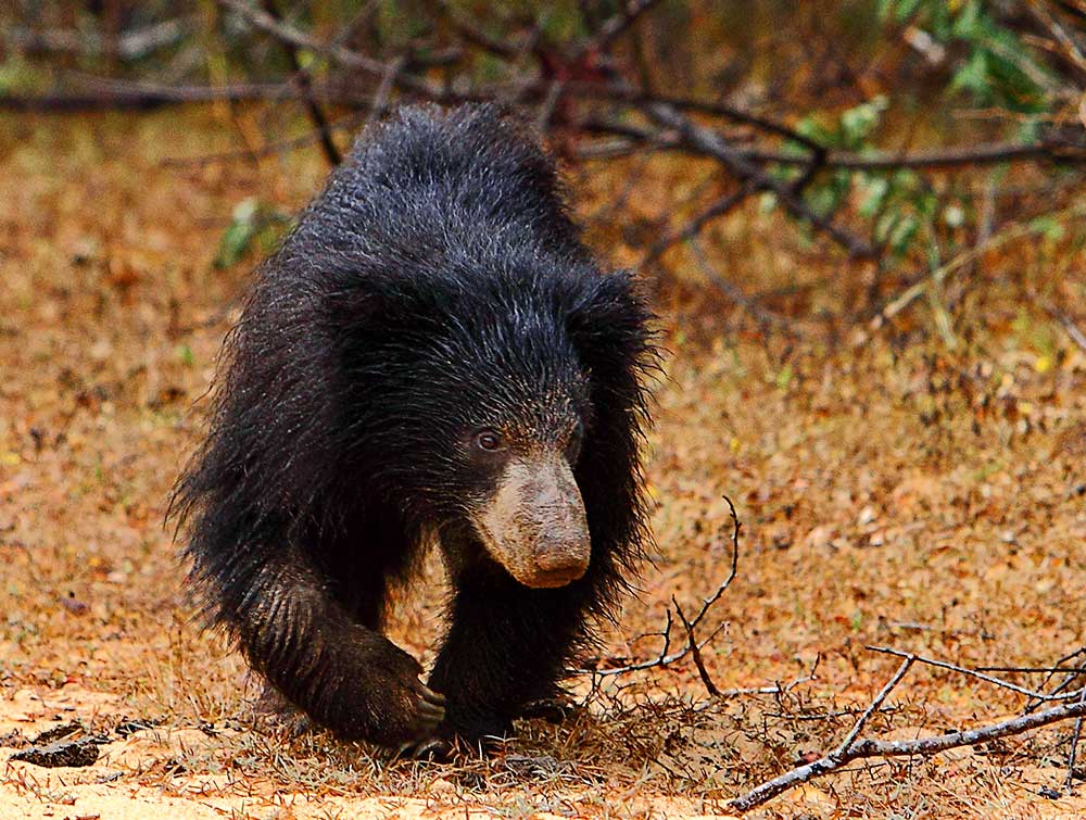 Five Facts About Sloth Bears in Yala National Park That Will Surprise ...